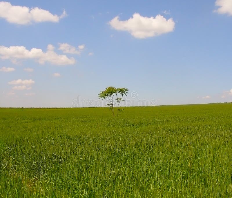 Heaven with Clouds and Grass Stock Image - Image of surrounded, grass ...