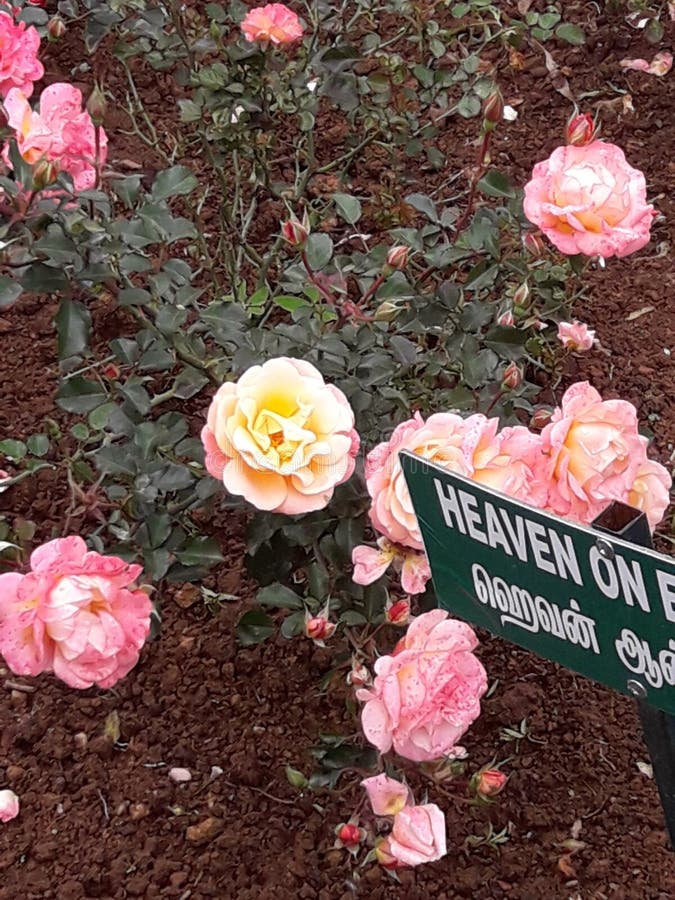 Heaven on Earth. at Botanical Garden Verry Cooling Place Editorial ...