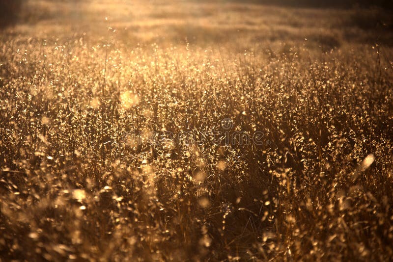 Heaven field stock image. Image of field, peace, heaven - 13756081