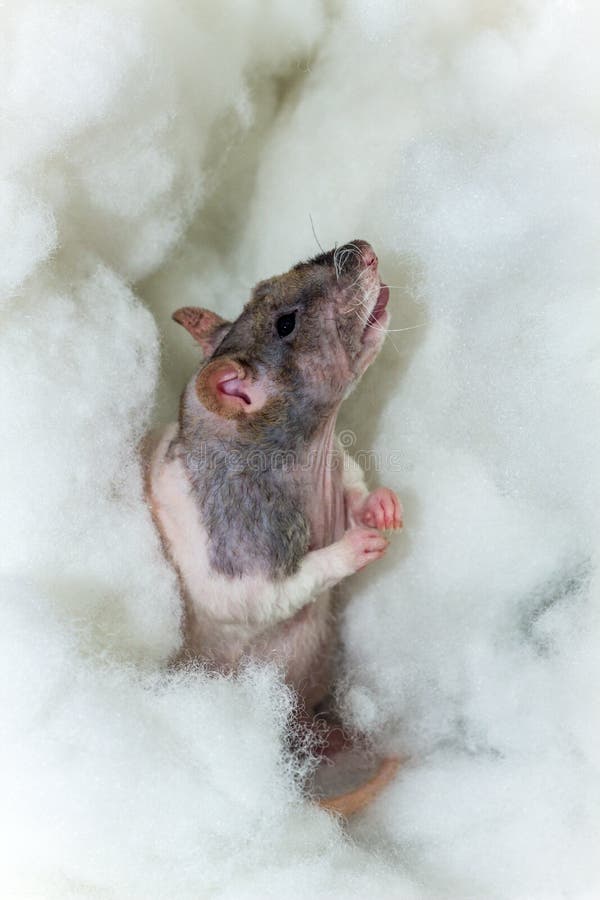 Heavenly Angel Pet Rat stock photo. Image of rattus - 217225028