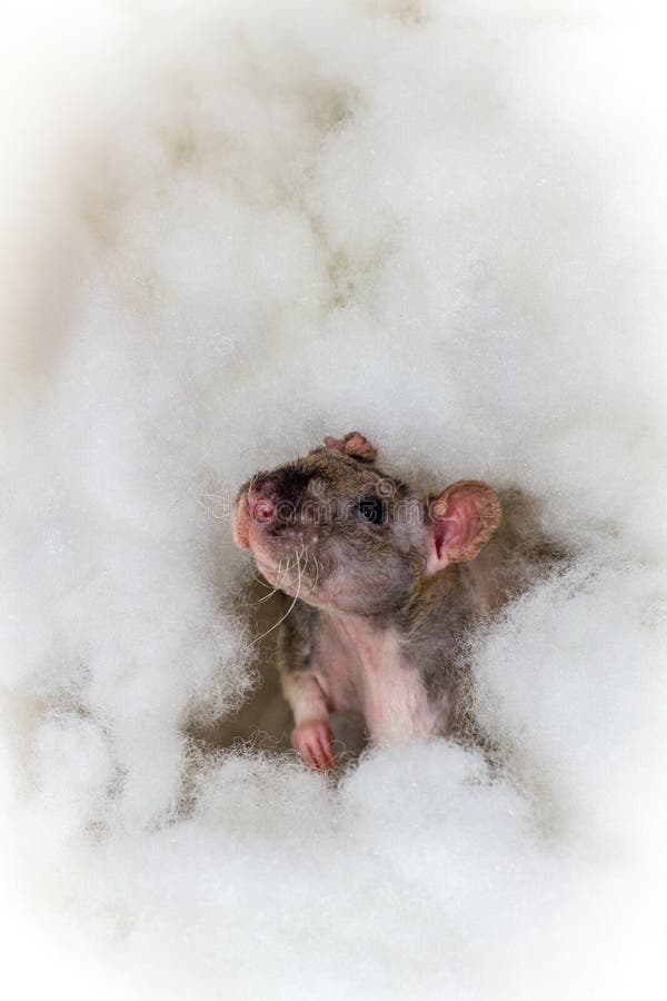 Heavenly Angel Pet Rat stock photo. Image of rattus - 217225084