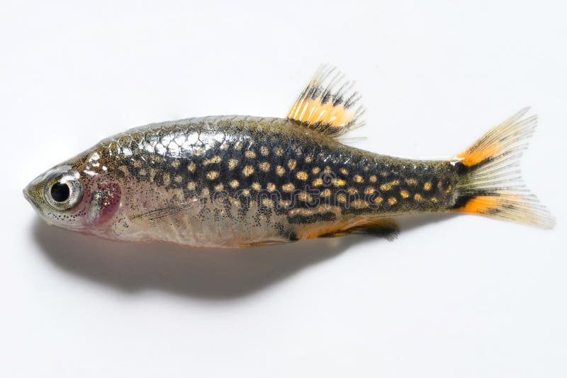 The Heavenly Pearl of Danio. the Galaxy of Microassembly. Aquarium Fish ...