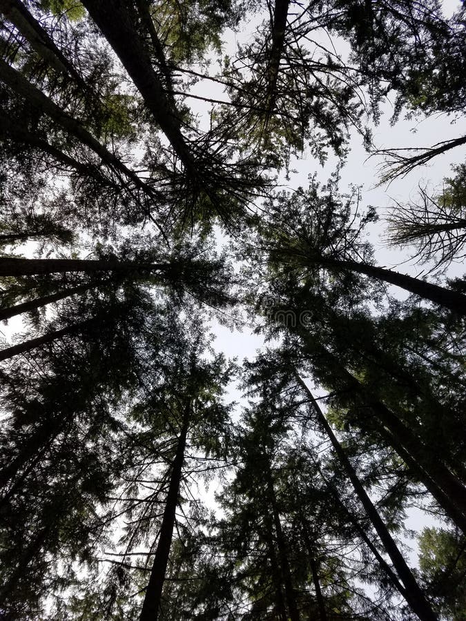 458 Heavenward Stock Photos - Free & Royalty-Free Stock Photos from ...