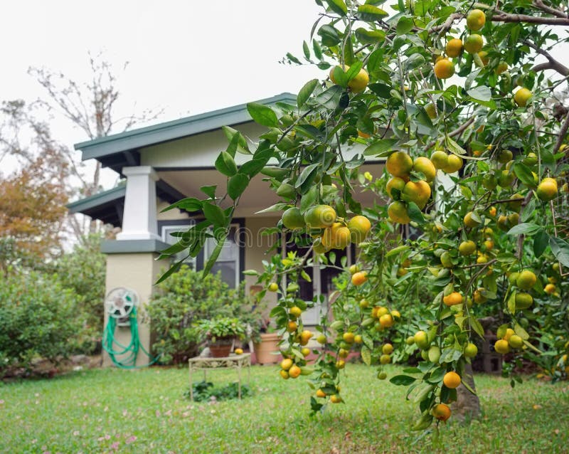 Florida Satsuma Mandarin Orange Tree in Yard Stock Image - Image of ... Florida Satsuma Mandarin Orange Tree in Yard Stock Image - Image of ...