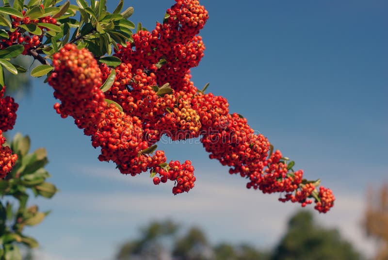 Heavily set red berry tree stock image. Image of landscape - 11408487