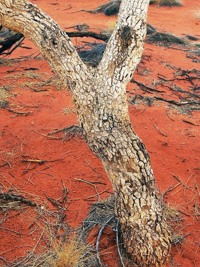 Desolate Native Tree after Bushfire, Uluru, Red Centre, Australia Stock ...
