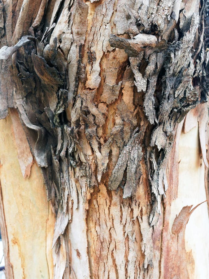 Heavily Textured Tree Barck Stock Image - Image of flaking, heavily ...