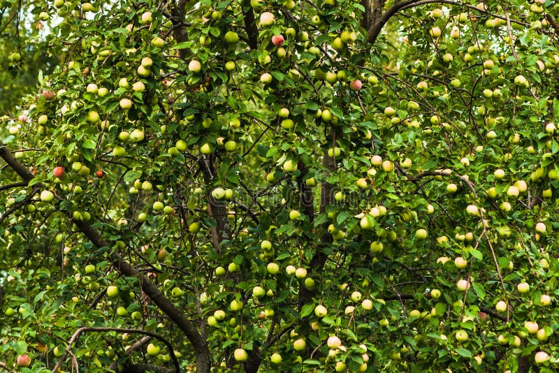 Heavy apple harvest stock image. Image of natural, nature - 43335965