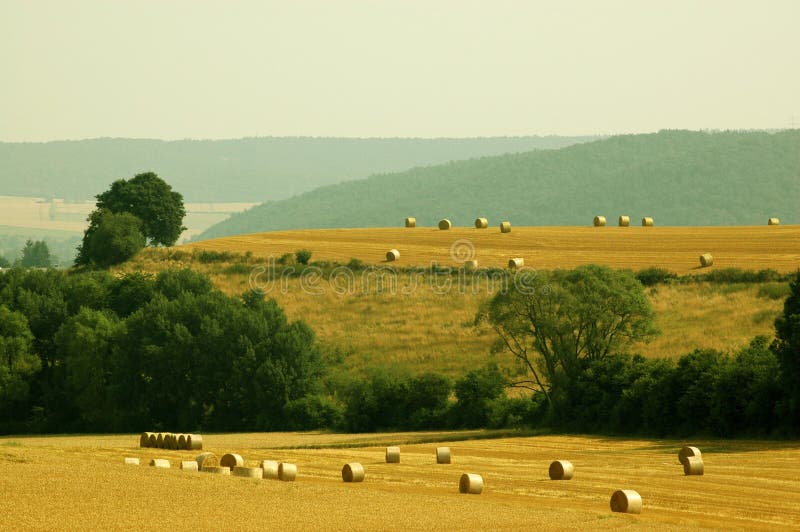Heavy crop. stock photo. Image of landscape, corn, harvesting - 8584968