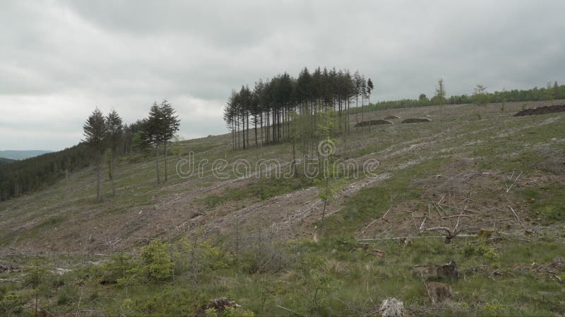 Heavy Deforestation through Long Drought and Bark Beetles Stock Footage ...