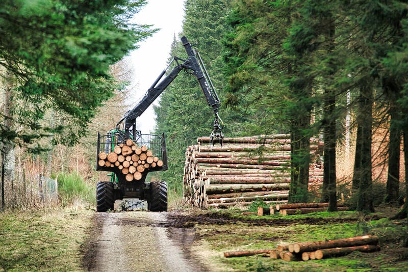 Heavy Equipment Loading Huge Logs in a Trailer Stock Photo - Image of ...