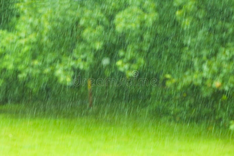 Heavy and Fast Rain Drops Falling in Green Forest. and on Grass Stock ...