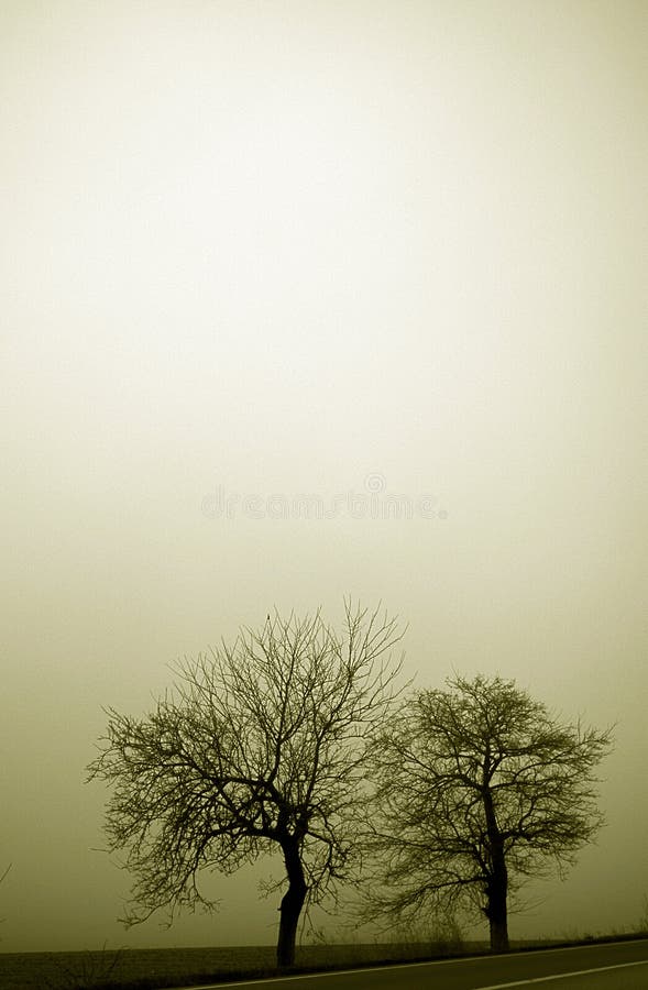 Heavy Fog stock image. Image of trees, cold, sunrise, winter - 1832639