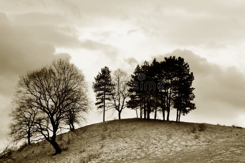 Heavy Fog stock image. Image of trees, cold, sunrise, winter - 1832639