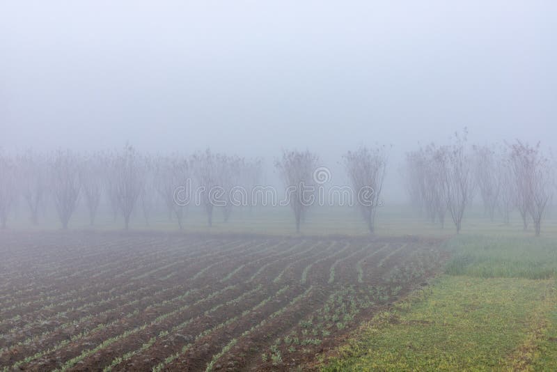Heavy Fog in the Fields in the Winter Stock Photo - Image of land, soil ...