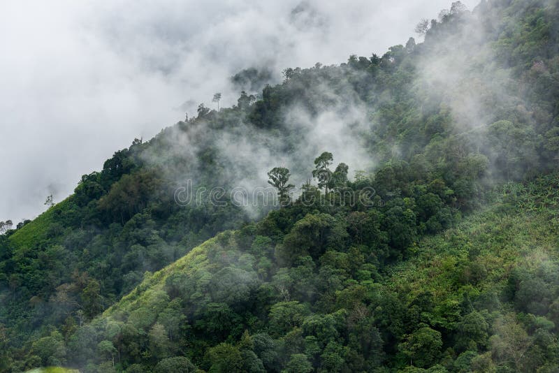 Heavy Fog in the Forest View from Above Stock Photo - Image of platform ...