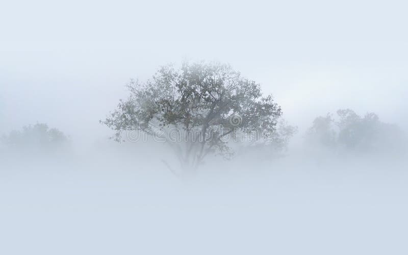 Heavy fog and trees stock photo. Image of mist, nature - 83524228