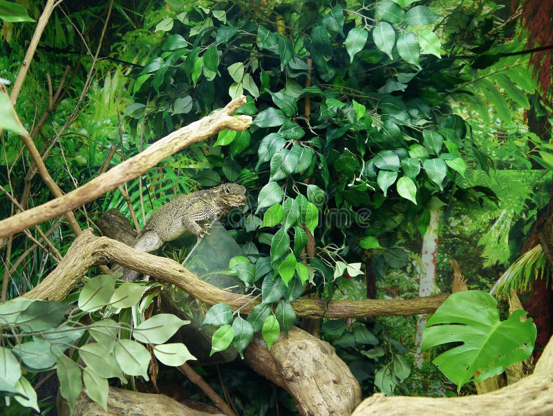 Heavy Foliage with Lizard in There Stock Photo - Image of active ...