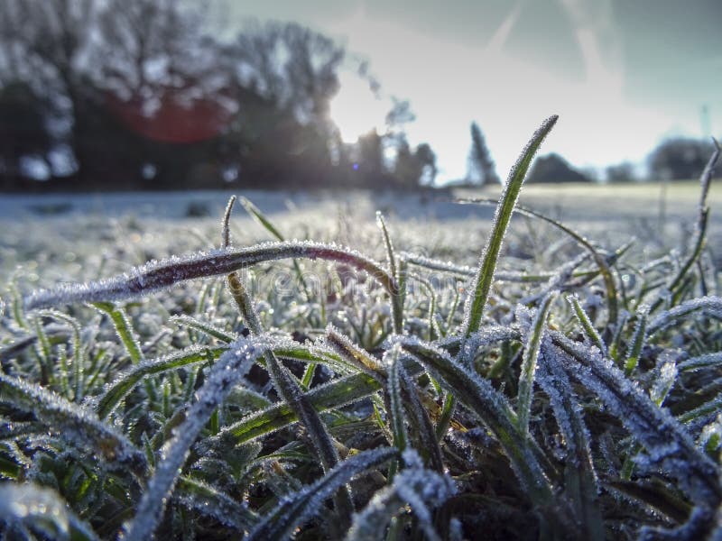 A Heavy Frost Covers Blades of Grass Backlight by Winters Sunshine ...