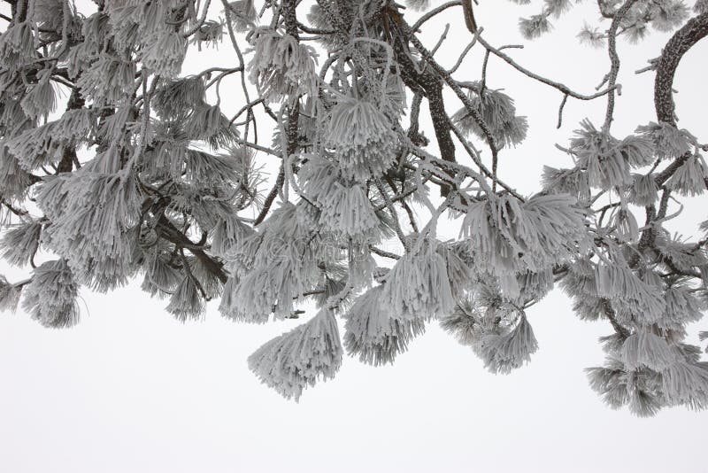 Heavy Frost on Pine Boughs. Stock Photo - Image of snow, seasonal: 28830274