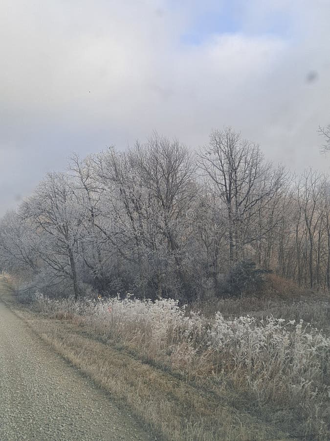 Heavy Frost on the Trees after a Foggy Frost Set in. Stock Photo ...