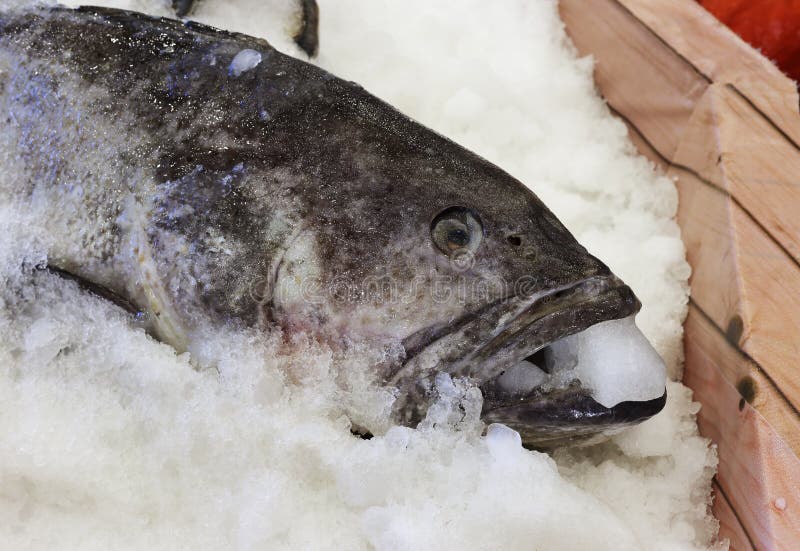 Heavy frozen grouper stock image. Image of frozen, animal - 40936773