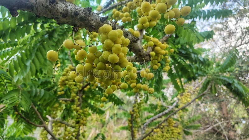 Heavy fruit on the tree stock photo. Image of yellow - 340084560