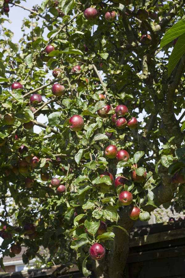Heavy Fruiting Red Apple Tree Stock Photos - Free & Royalty-Free Stock ...