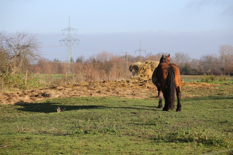 Heavy Horse and Hay Bale stock photo. Image of bale, shadow - 48307356