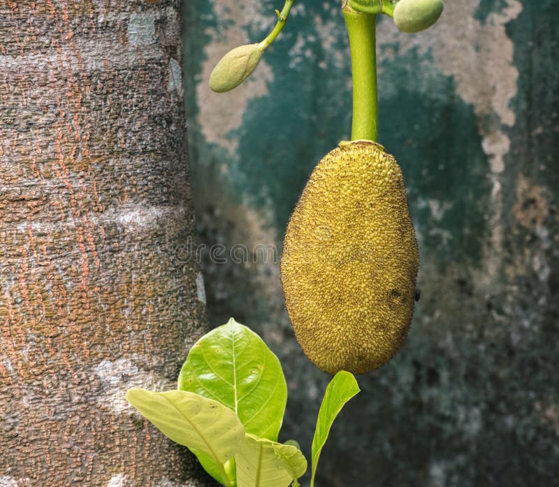 Heavy Jackfruit Hangs in the Tree Trunk, Raw Fruit Grows To Ideal Size ...