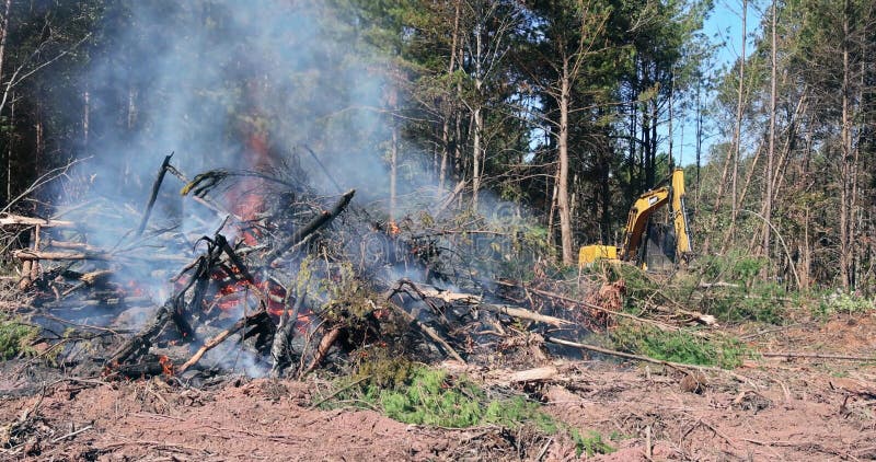 Deforestation and Land Clearing Process with Machinery in a Forest ...