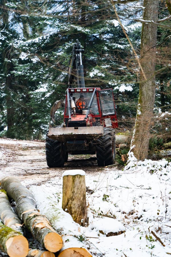 Heavy Machinery Cutting Trees in a Winter Forest Stock Image - Image of ...