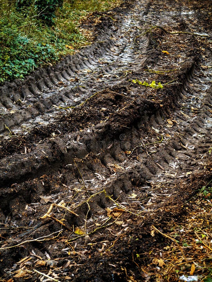 Heavy Machinery Track in a Forest, Concept Forest Industry Stock Photo ...