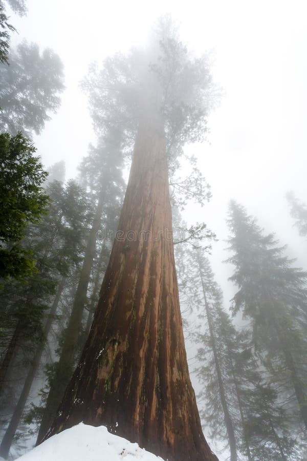 Giant Sequoia Redwood Trees Near Road In Yosemite National Park Stock ...