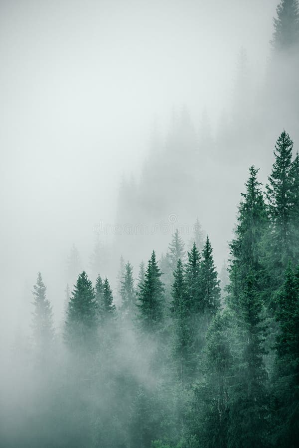 Heavy Mist Over the Green Dense Forests Stock Image - Image of season ...