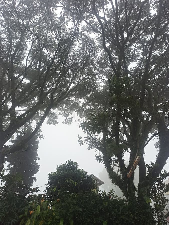 Heavy Mist after Heavy Rain Stock Image - Image of mist, rain: 210944279