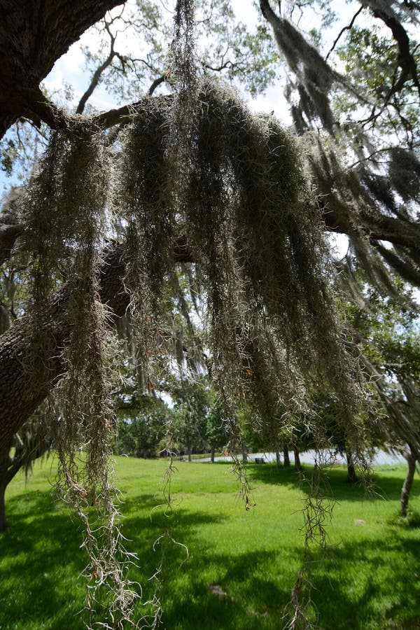 Heavy Moss Hanging from a Swamp Tree Stock Image - Image of tree ...