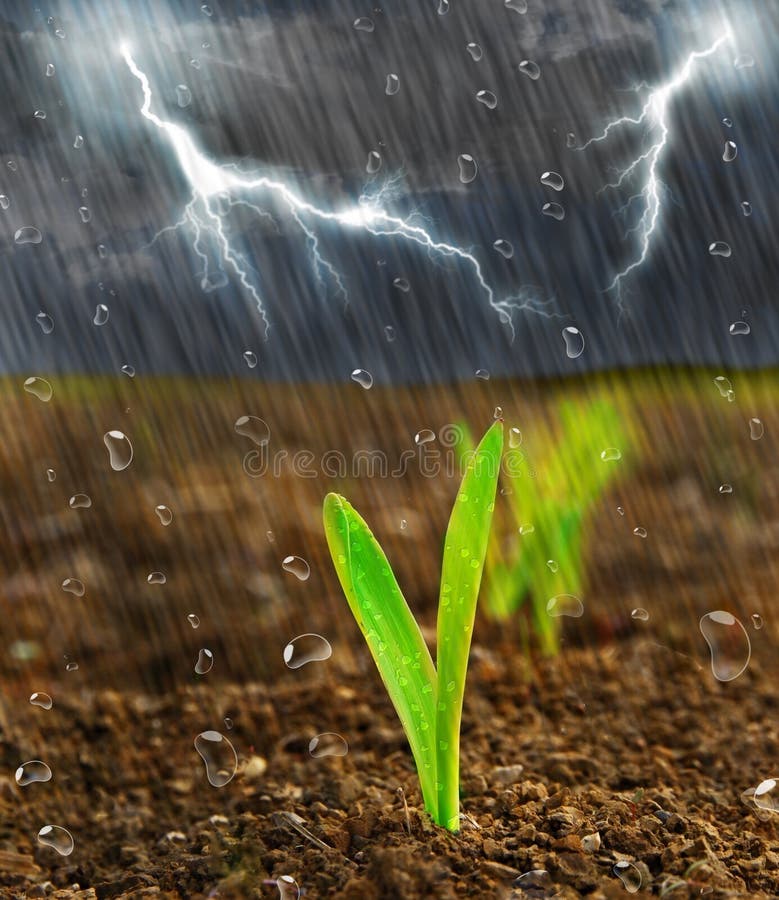 Heavy rain stock image. Image of clouds, agriculture - 19111113