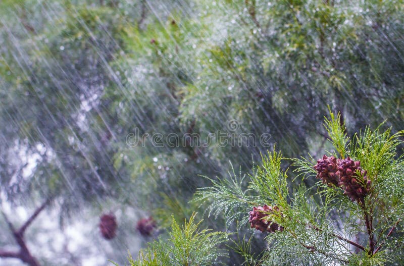 Heavy rain stock photo. Image of foliage, downpour, environmental ...