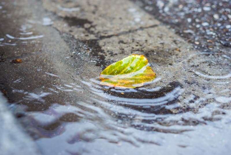 Heavy Rain Drops Falling on City Street with a Autumn Leaf. Stock Photo ...