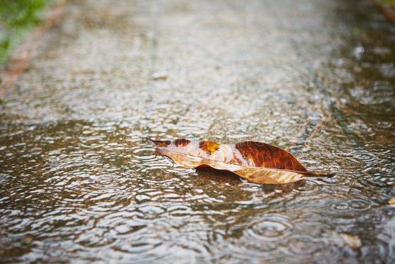 Heavy rain stock photo. Image of rainstorm, cold, pedestrian - 34496150