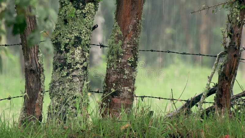 Heavy Rain Falling on the Fields of a Farm Separated by a Barbed Wire ...