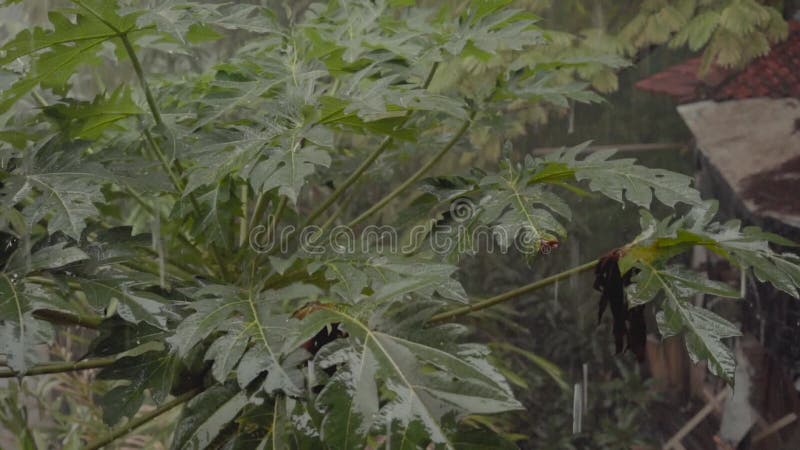 Papaya Tree Growing in Vegetable Farm Giving Out Batch of Fruits Stock ... Papaya Tree Growing in Vegetable Farm Giving Out Batch of Fruits Stock ...