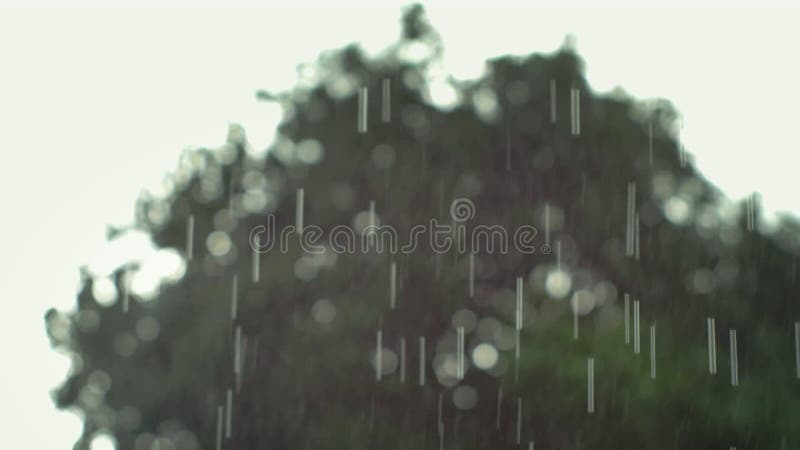 Heavy rain and strong wind stock video. Video of powerful - 248854939