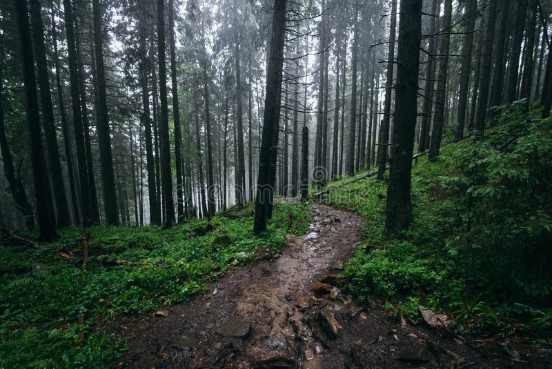Heavy Rain in the Forest, Water Rushing Down the Path Stock Photo ...