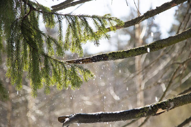Heavy Rain Outside.Raindrops on Tree Branches Stock Photo - Image of ...