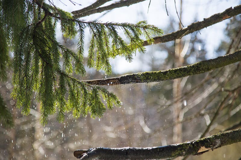 Heavy Rain Outside.Raindrops on Tree Branches Stock Image - Image of ...