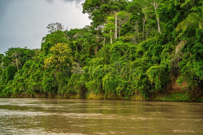 Heavy Rain Over the Amazon River Stock Photo - Image of aquatic, green ...