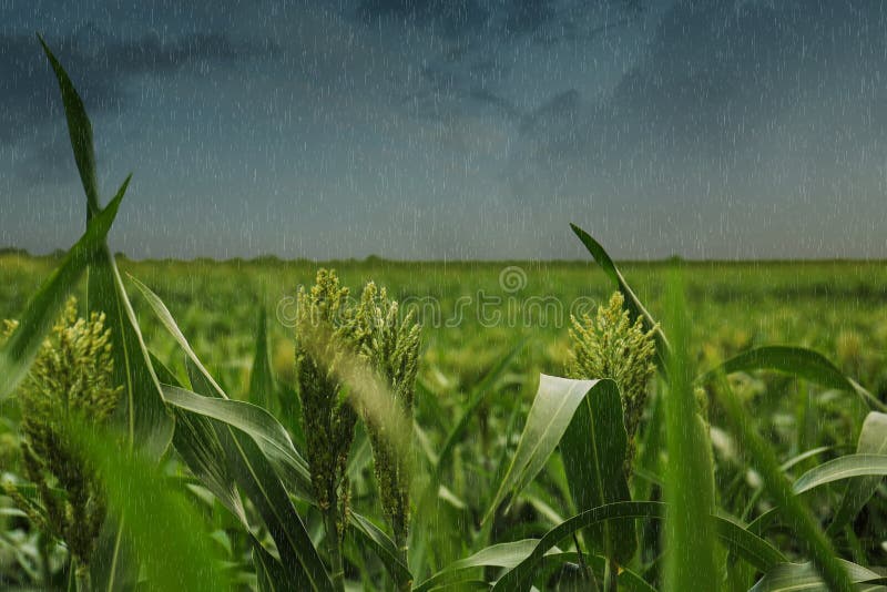 Heavy Rain Over Green Corn Plants In Field On Day Stock Photo - Image ...