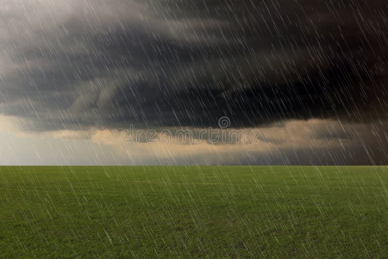 Heavy Rain Over Green Corn Plants in Field on Day Stock Photo - Image ...